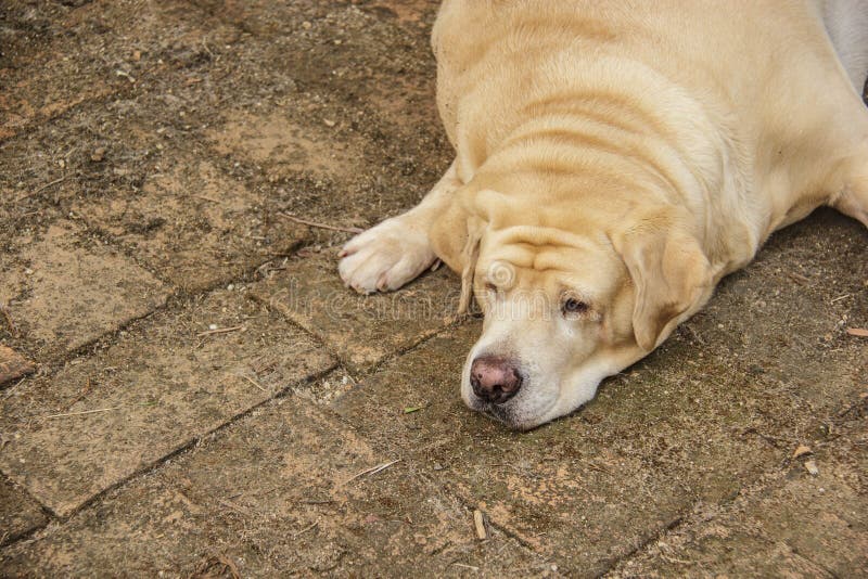 How Long Does A Fat Labrador Live