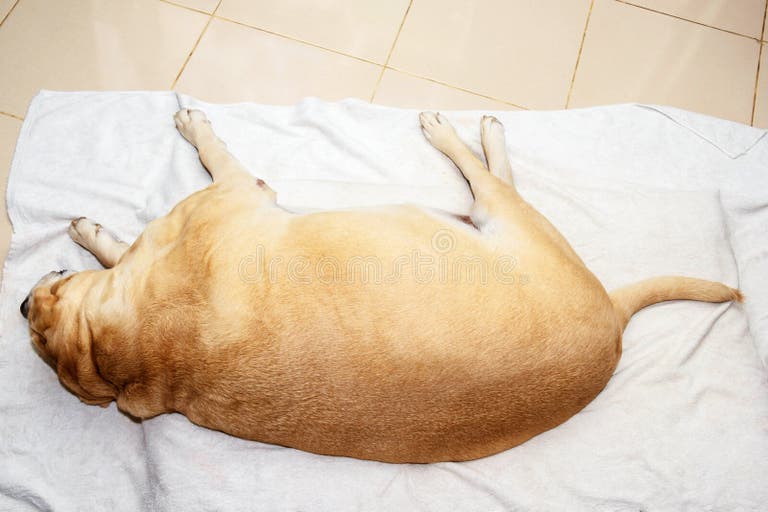 Fat Labrador Retriever Sleep on the Floor Stock Photo - Image of ...
