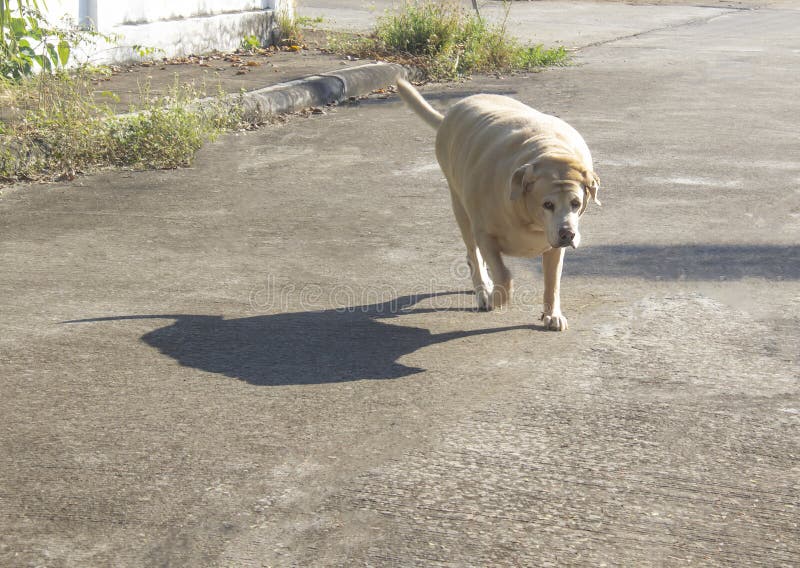 Fat Labrador Retriever 14 Years Old Walking on a Concrete Road Stock ...