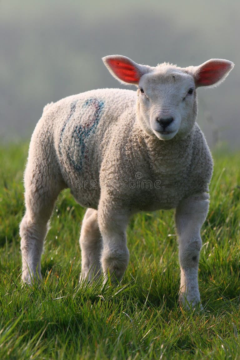 13 Body Fat Male Stock Photos - Free & Royalty-Free Stock Photos from ...