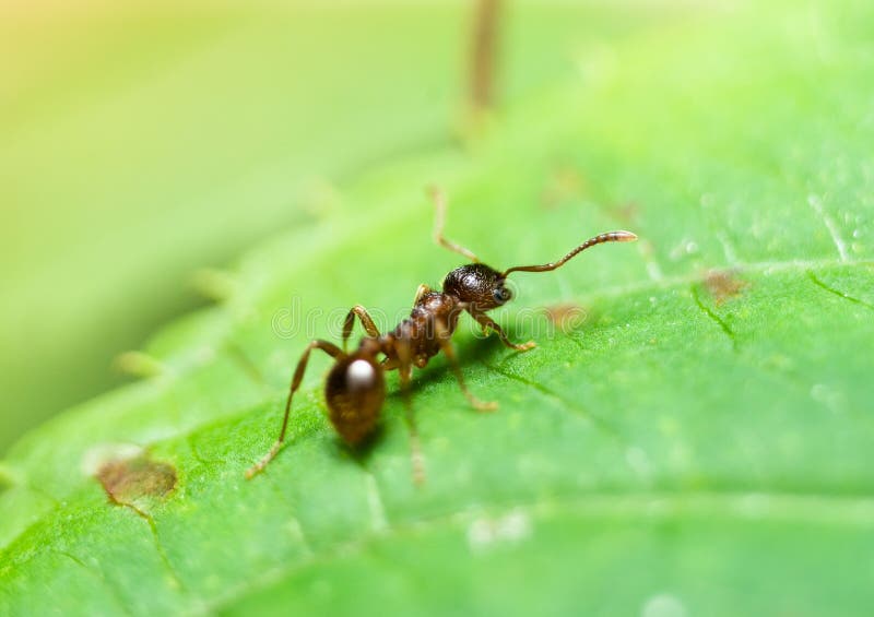 The Fat of the Land stock photo. Image of close, ecology - 44723526