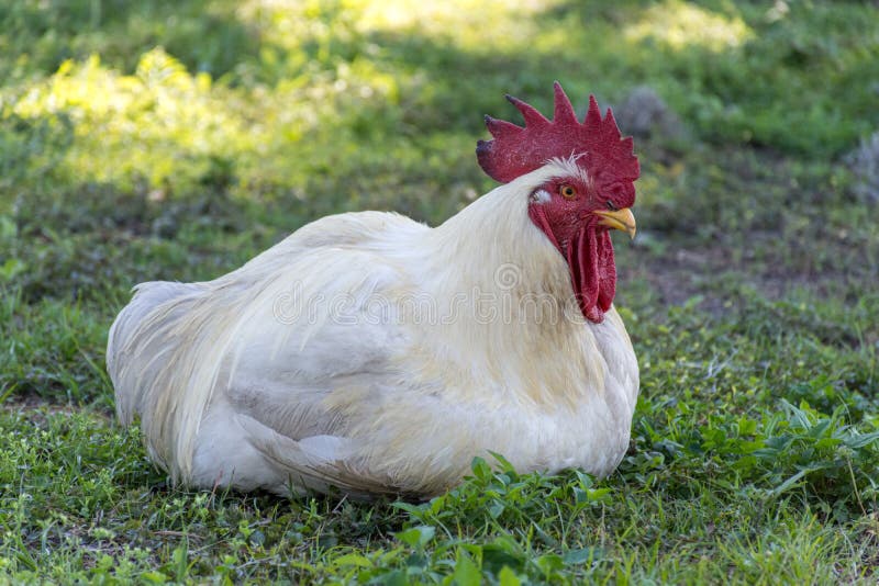 480 Fat Rooster Stock Photos - Free & Royalty-Free Stock Photos from ...