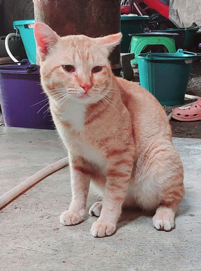 Fat Little Fluffy Cat Chubby Who Just Returned Home Stock Photo - Image ...