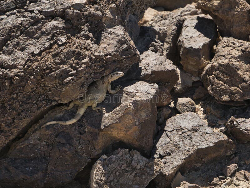 543 Fat Lizard Stock Photos - Free & Royalty-Free Stock Photos from ...