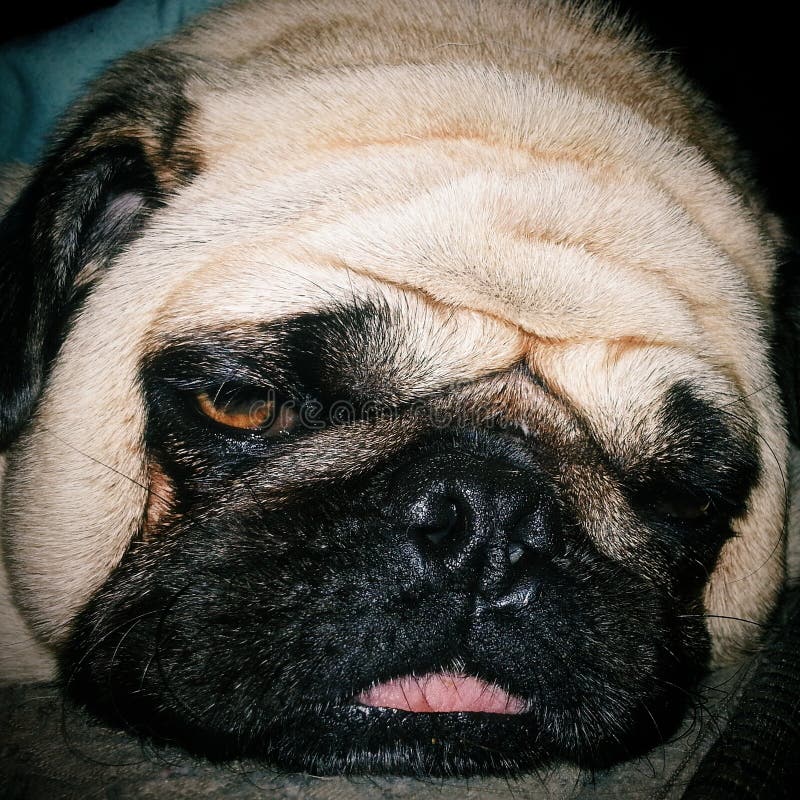 Fat lump stock photo. Image of tired, cute, comfortable - 45874464