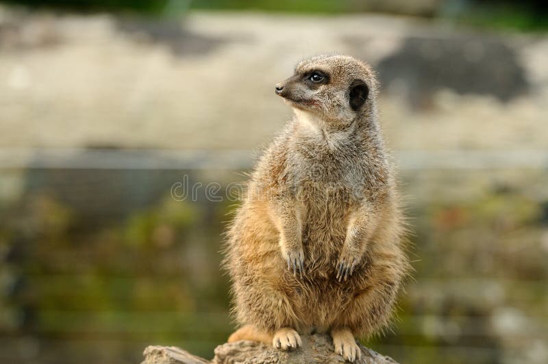 A fat meerkat stock photo. Image of cute, meerkat, grass - 27277180
