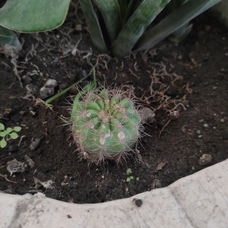 Fat Mini Cactus Stock Photos - Free & Royalty-Free Stock Photos from ...