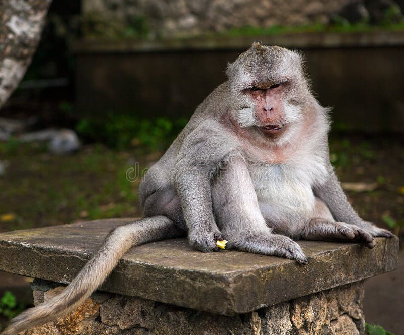979 Fat Monkey Stock Photos - Free & Royalty-Free Stock Photos from ...
