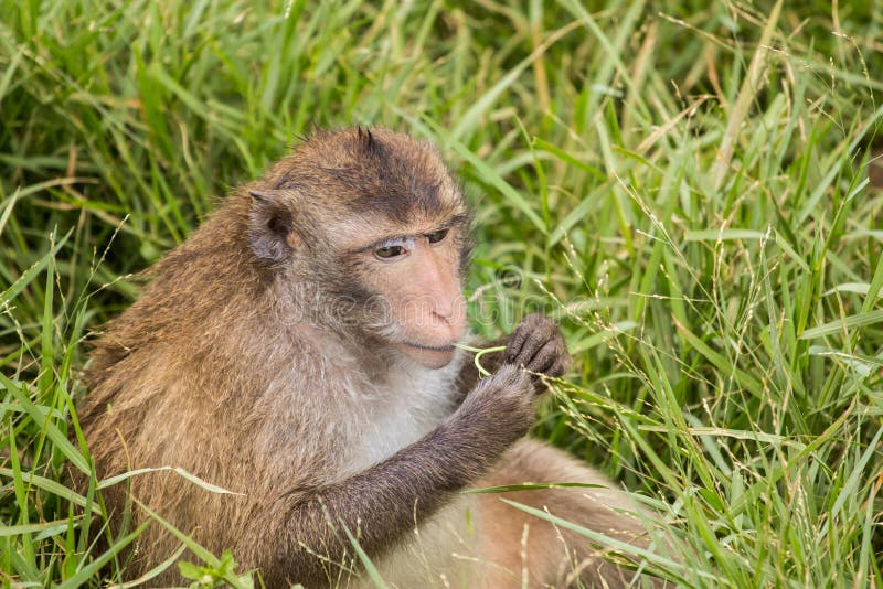 Fat monkey eating grass stock photo. Image of relax, nature - 44437376