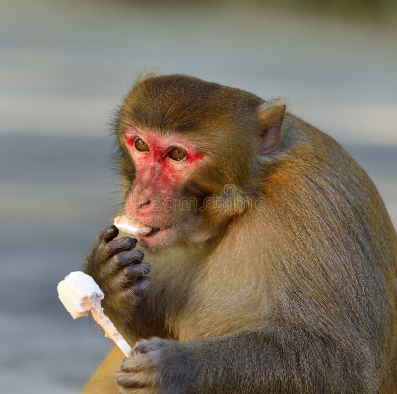 Fat Monkey Wallpaper