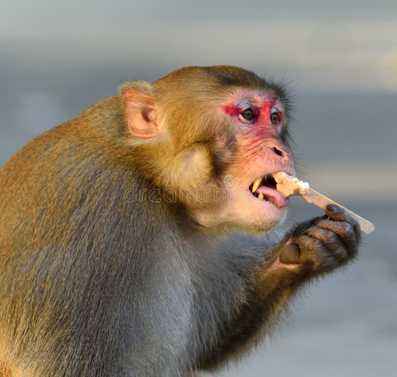 1,027 Fat Monkey Stock Photos - Free & Royalty-Free Stock Photos from ...