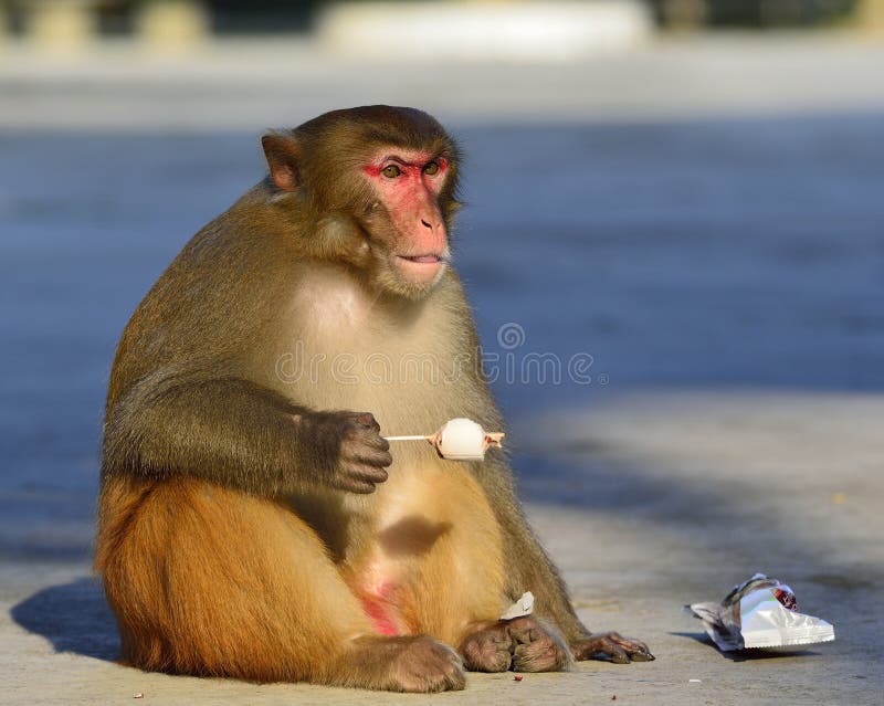 Fat Monkey Wallpaper