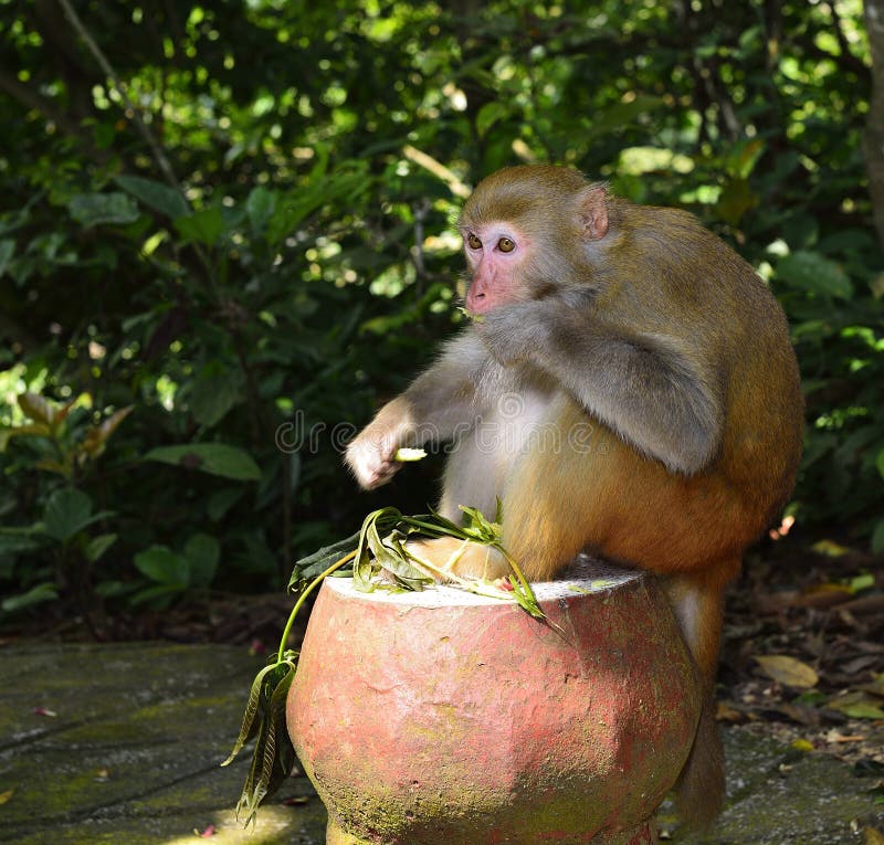 A Fat Monkey Esting Ice Cream Stock Image - Image of happy, eating ...