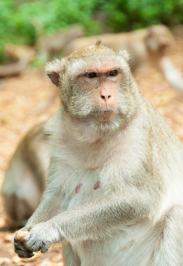 Fat Monkey Wallpaper