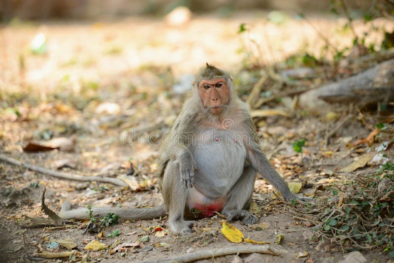 Fat monkey stock image. Image of animal, overweight, suspicion - 38717719