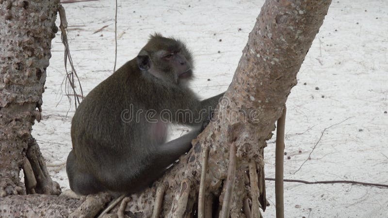 Fat Monkey on Tropical Island Beach in Thailand Stock Footage - Video ...
