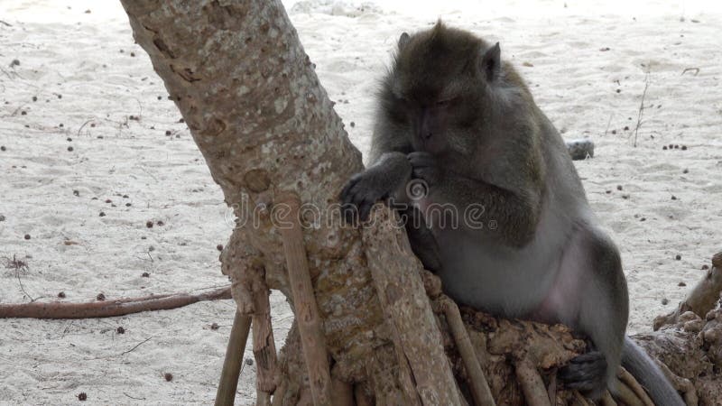 Fat Monkey on Tropical Island Beach in Thailand Stock Video - Video of ...