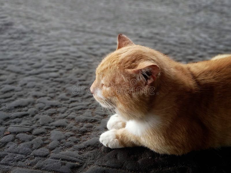 Fat Orange Cat stock image. Image of puppy, organ, animal - 357851663