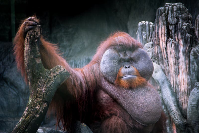 Fat Monkey Wallpaper