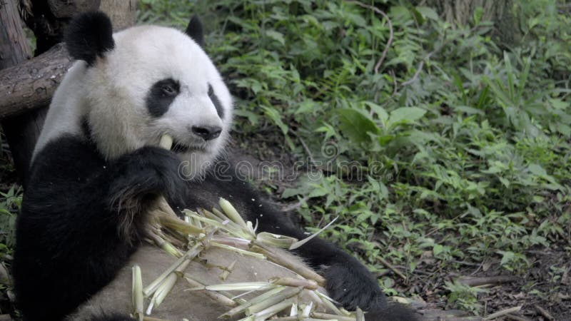 Fat Panda Bear Chewing Bamboo Stock Footage - Video of beam, feces ...