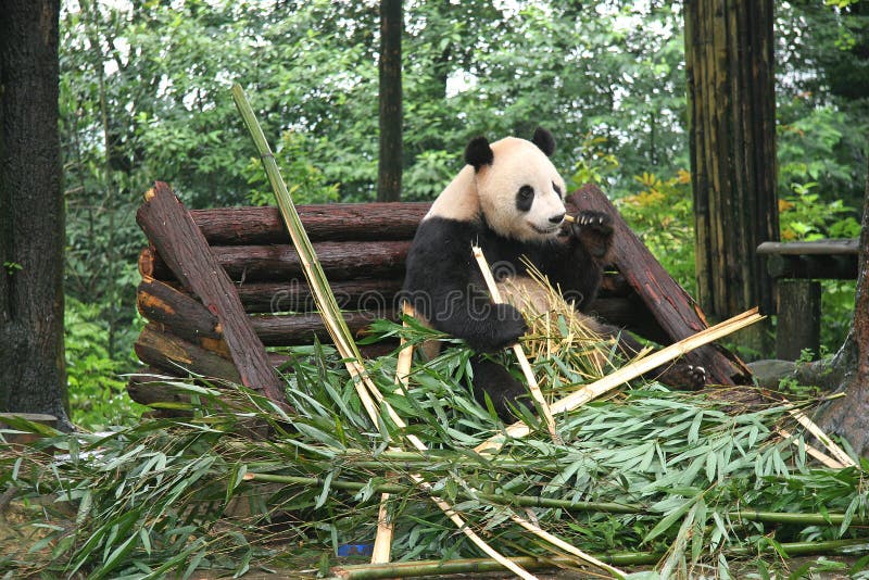 Fat panda on a bench stock photo. Image of bench, endangered - 30530756