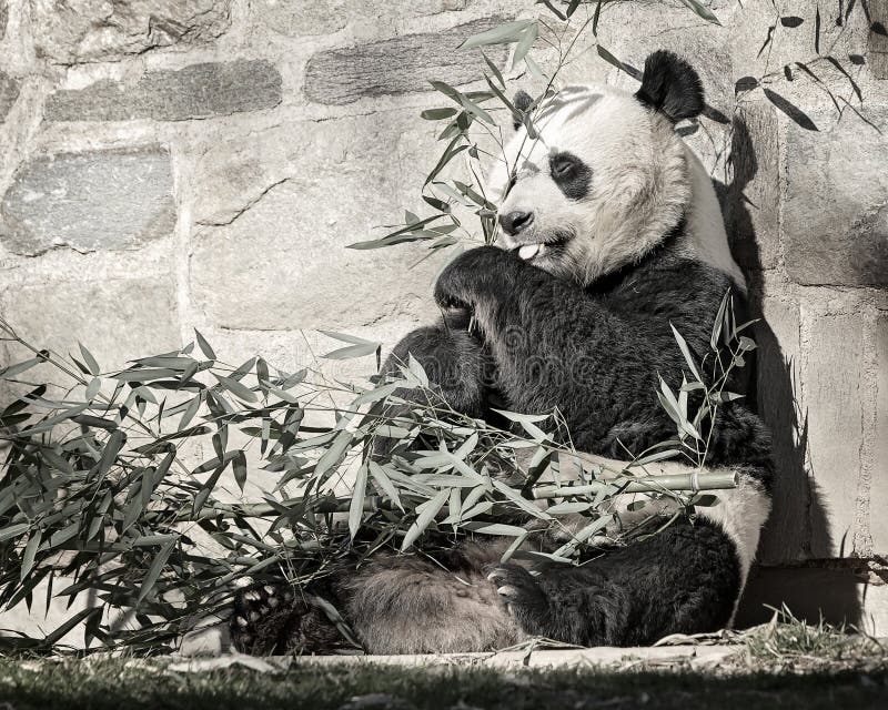 Fat Panda stock photo. Image of leaves, tasty, stone - 172416626