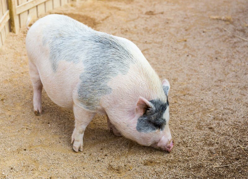 Fat pig stock photo. Image of wildlife, wild, farm, muddy - 36425590