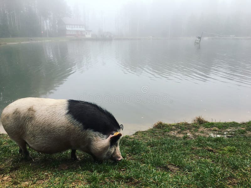 Fat pig stock photo. Image of lake - 133690364