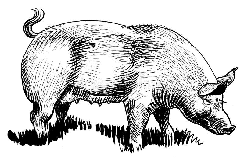 Fat pig stock illustration. Illustration of farm, sketch - 241043380