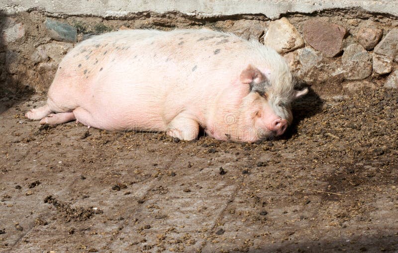 Fat Pig Lying Ground Stock Photos - Free & Royalty-Free Stock Photos ...