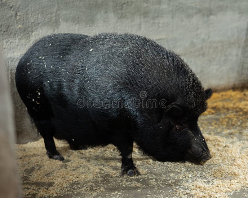 Fat pig in pigsty stock image. Image of haystack, agriculture - 346388857
