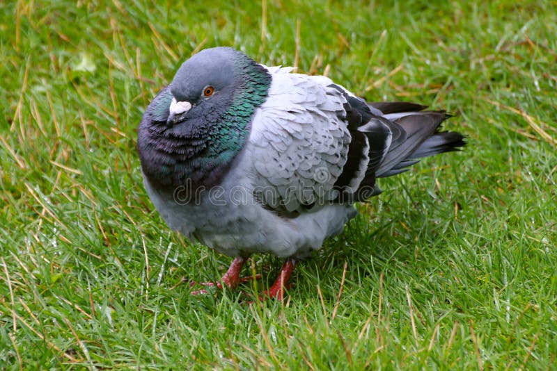 Fattest Pigeon In The World