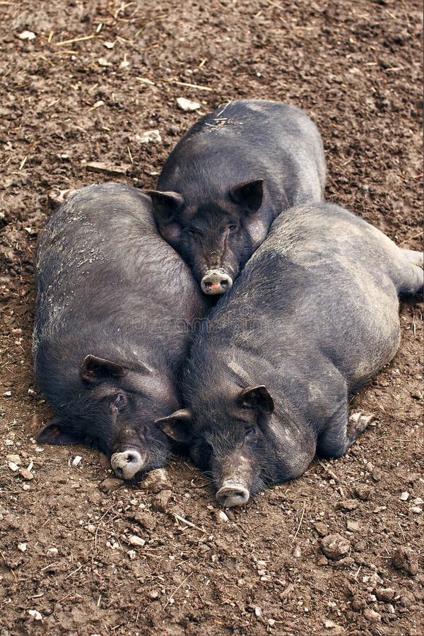 Fat Pigs Relaxing on the Farm Stock Image - Image of animal, holiday ...