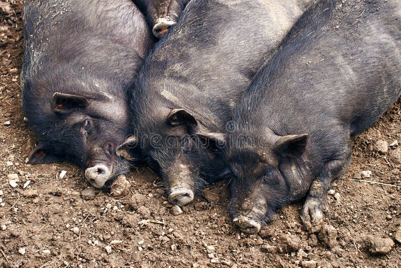 695 Lazy Pig Photos - Free & Royalty-Free Stock Photos from Dreamstime