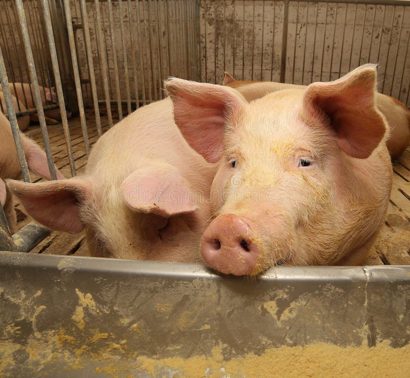 Fat Pigs in a Sty on a Farm Stock Photo - Image of grunter, breeding ...