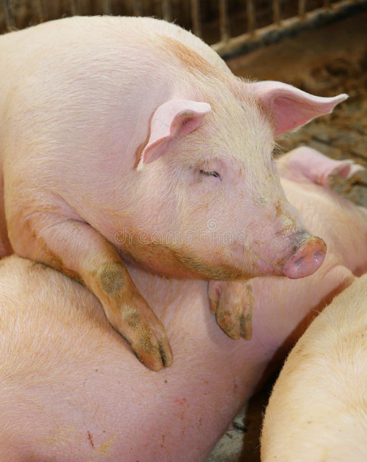 Fat Pigs in a Sty on a Farm Stock Image - Image of beast, pork: 71187497