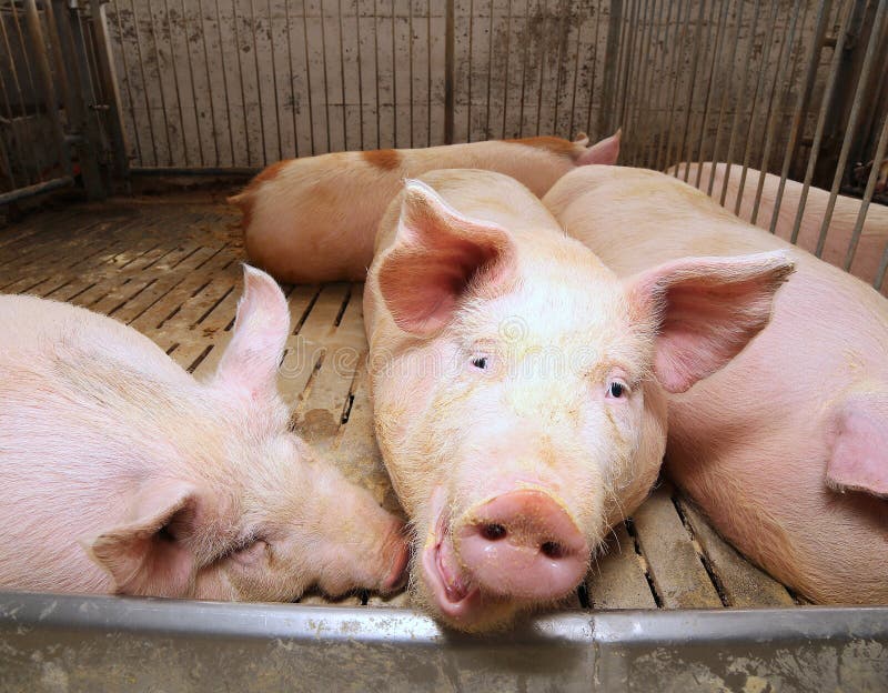 Fat Pigs in a Sty on a Farm Stock Image - Image of breeding, herding ...