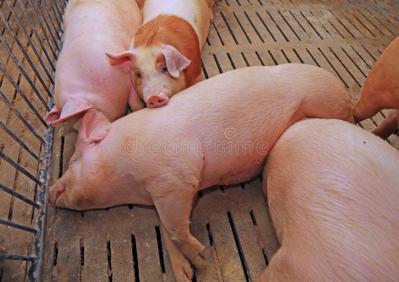 Fat Pigs in a Sty on a Farm Stock Photo - Image of breeding, cattle ...
