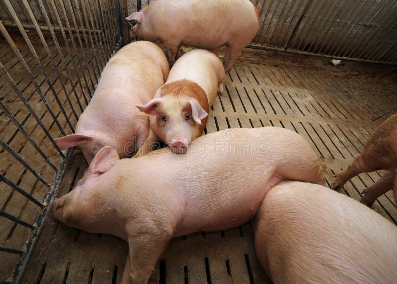 Fat Pigs in a Sty on a Farm Stock Image - Image of swine, pigs: 72760693