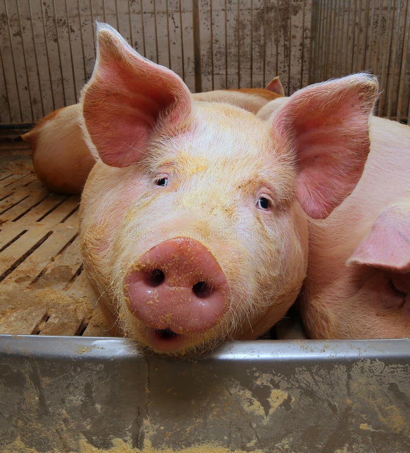 Fat Pigs in a Sty on a Farm Stock Image - Image of farming, grunt: 72761131