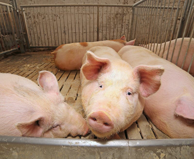 Fat Pigs in a Sty on a Farm Stock Photo - Image of close, pork: 72761482