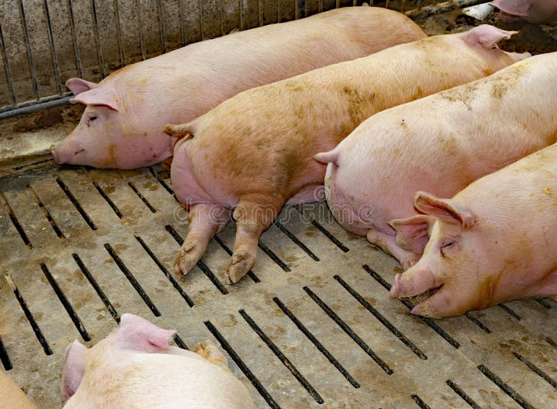Fat Pigs in a Sty on a Farm Stock Photo - Image of grunter, pink: 73222806