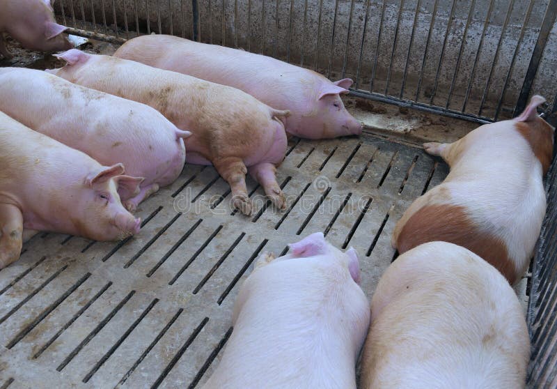 Fat Pigs in a Sty on a Farm Stock Image - Image of farm, snout: 73896299