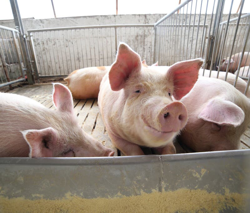 Fat Pigs in a Sty on a Farm Stock Photo - Image of animal, pigs: 73907858