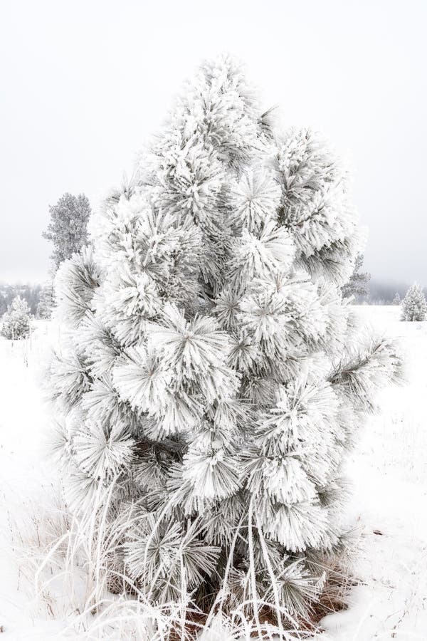 Fat Pine Tree Covered with Frost Stock Image - Image of plants, tree ...