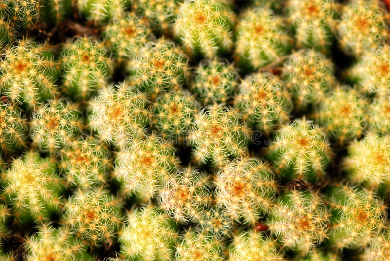 Thorns and Spines Very Pungent a Fat Cactus Stock Image - Image of ...