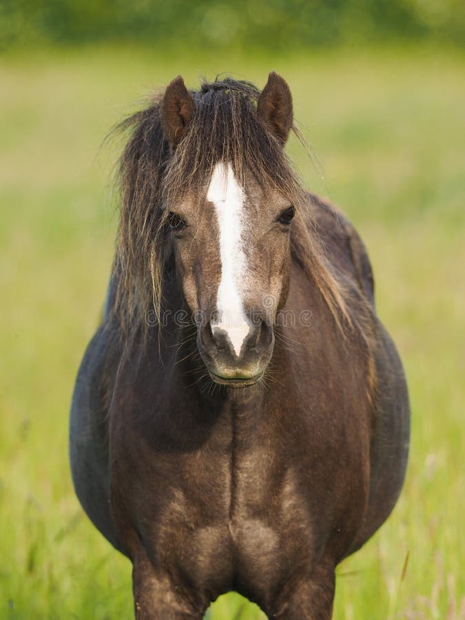 Fat Pony stock image. Image of close, grass, native - 184592127