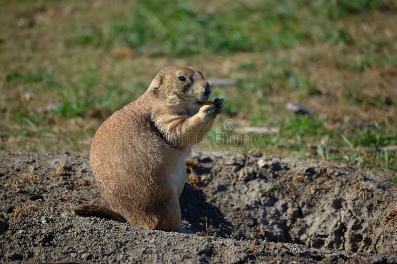 Fat Prairie Dog stock photo. Image of prairie, cute, expression - 12769494