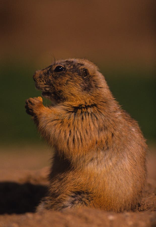 Fat Prairie Dog stock photo. Image of grassland, burrow - 12255628