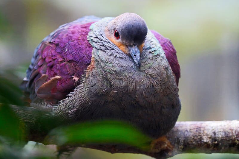 Puffed Bird on perch stock image. Image of feathers, round - 170875